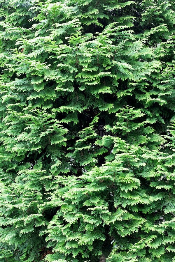 Conifer pattern stock image. Image of nature, garden, evergreen - 7243357