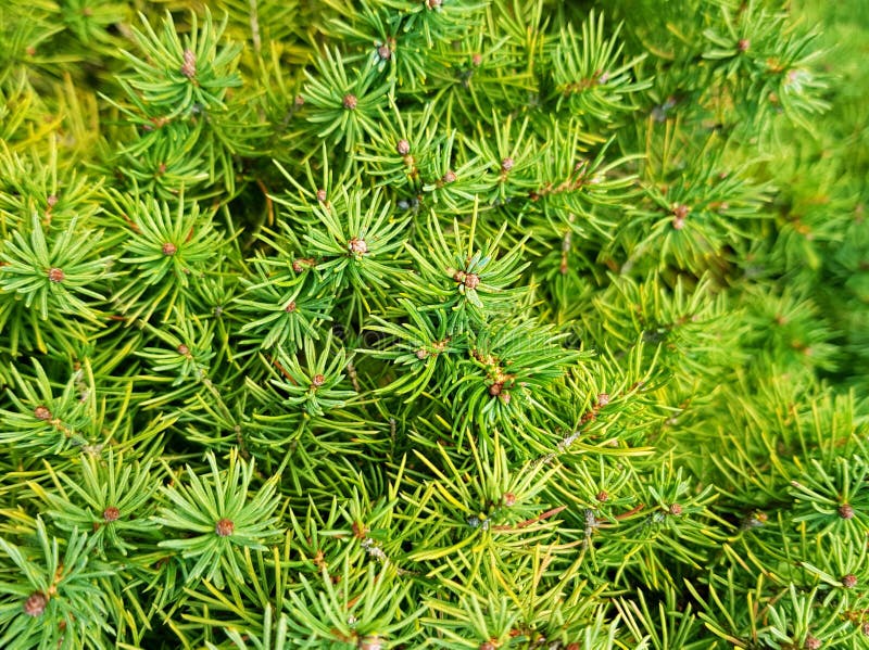 89,775 Conifer Background Photos - Free & Royalty-Free Stock Photos ...