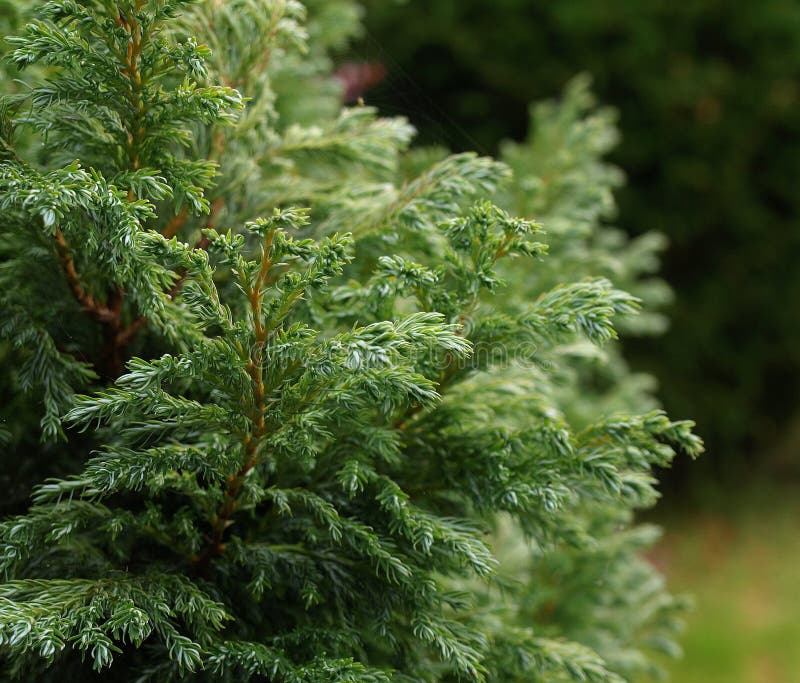 Conifer stock image. Image of background, pine, picturesque - 32298335