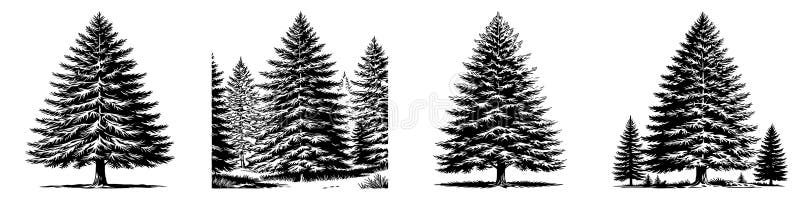 Conifer . Black and White Botanical Illustration Stock Illustration ...