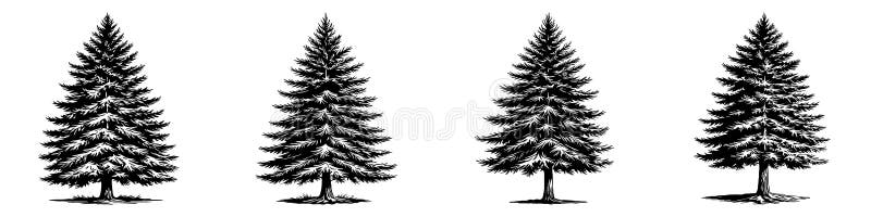 Conifer . Black and White Botanical Illustration Stock Illustration ...