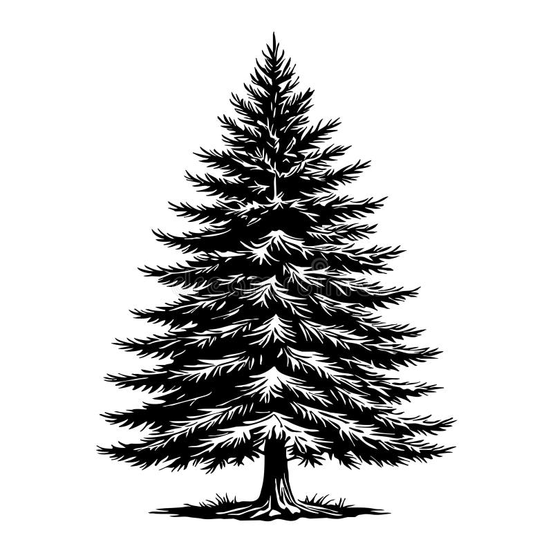 Conifer . Black and White Botanical Illustration Stock Illustration ...