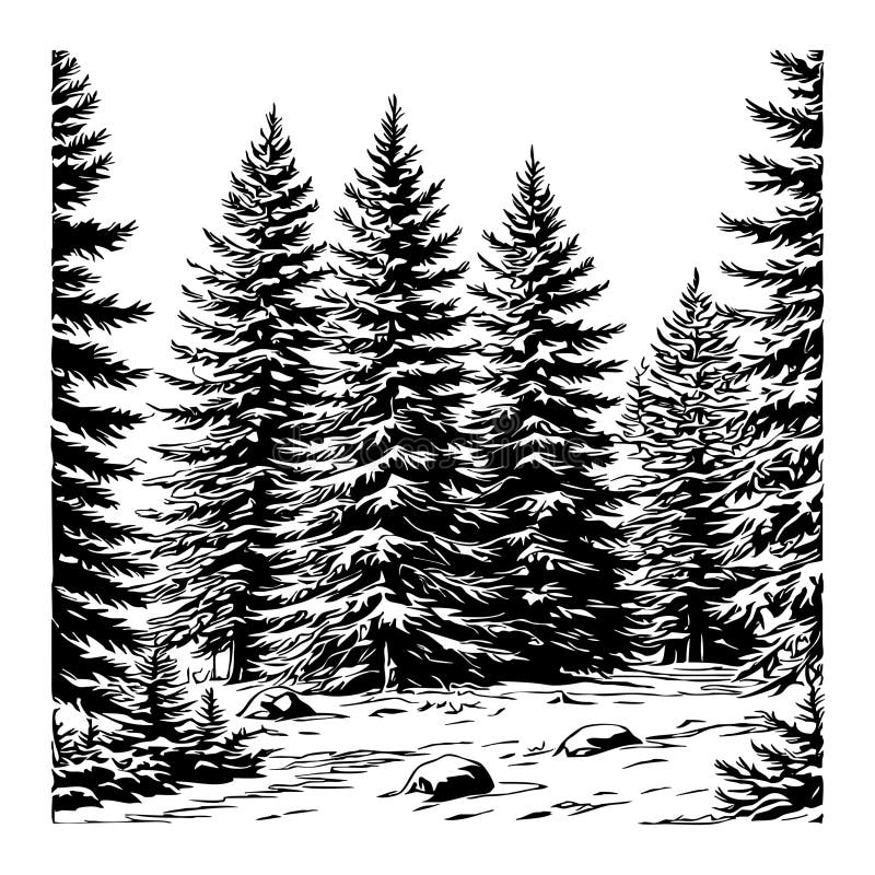 Conifer . Black and White Botanical Illustration Stock Illustration ...