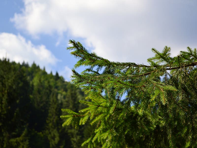 Conifer Branch with a Background Summer Sky almost Clear with Some ...