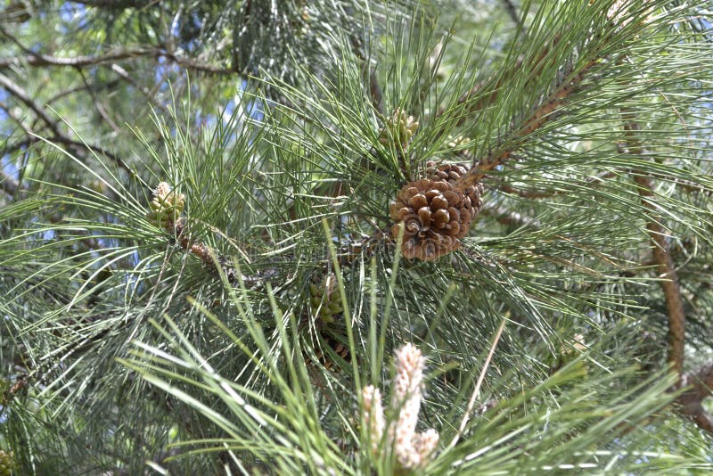 Conifer Branch with Brown Lump Stock Image - Image of forest, seeds ...
