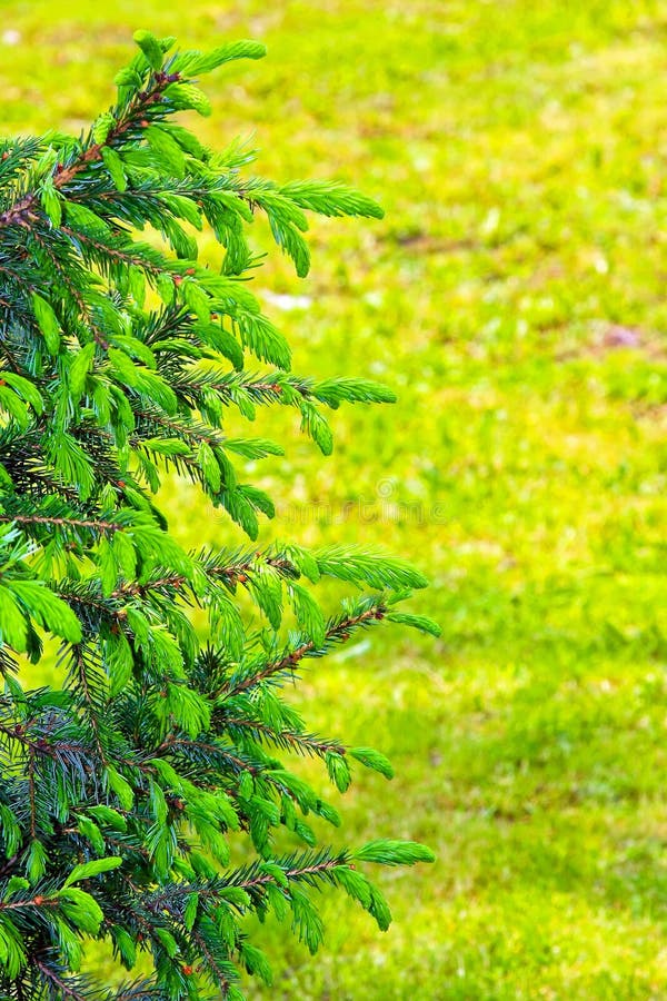 Conifer branch stock photo. Image of wood, vegetation - 166771000