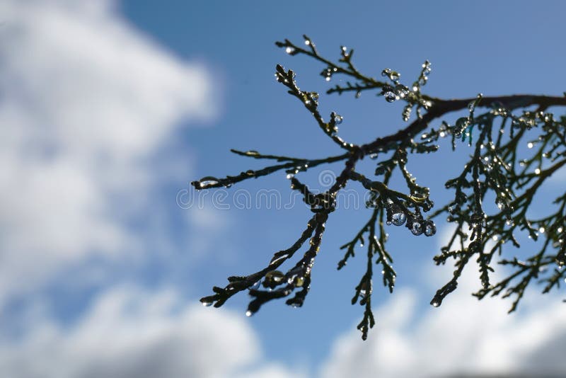 Conifer Branch in Front of Blue and White Sky Stock Image - Image of ...