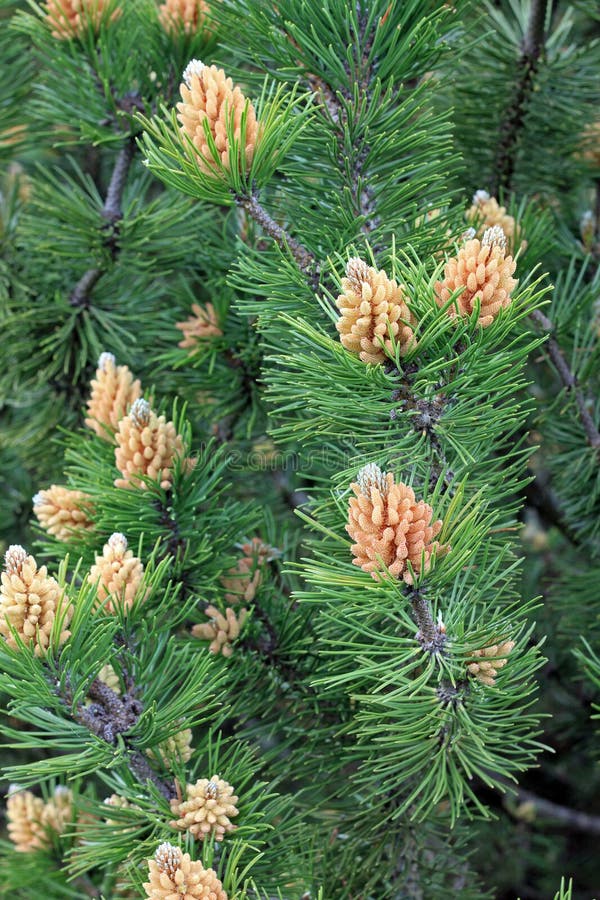 Pinus tree close-up stock photo. Image of flora, herb - 270408682