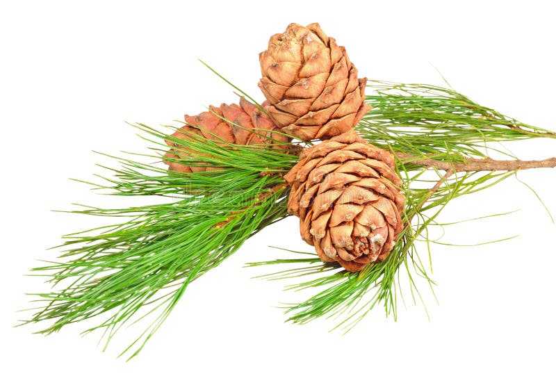 Conifer Branch with Pine Cones Stock Image - Image of branch, plant ...