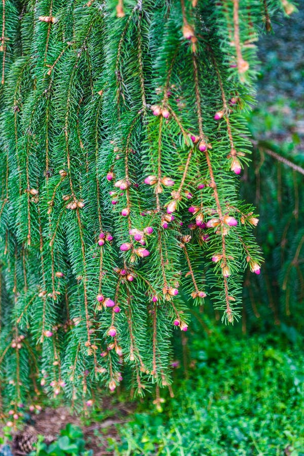 Conifer branch in spring stock image. Image of branch - 90436343