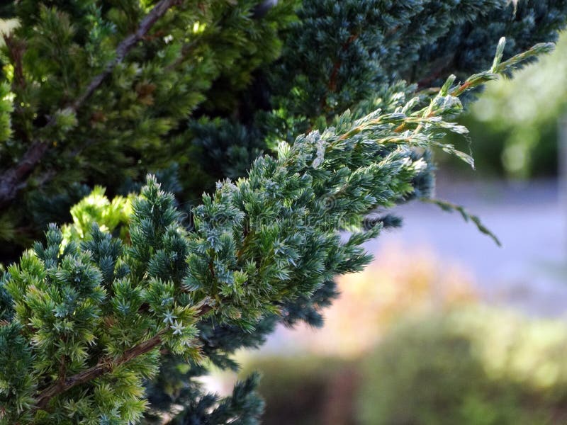 Conifer branch stock photo. Image of tree, plant, winter - 129673236