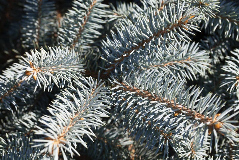 Conifer branches texture stock image. Image of horizontal - 104244889