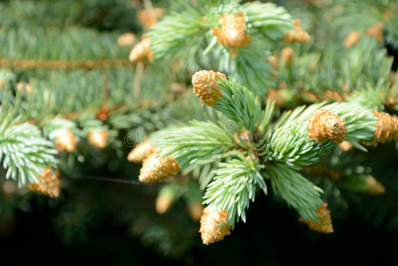 Conifer branchlets. stock photo. Image of colour, wood - 5531116