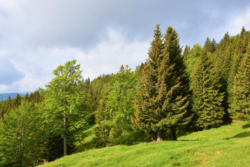 Conifer and Broadleaf Trees at the Forest Edge Stock Image - Image of ...