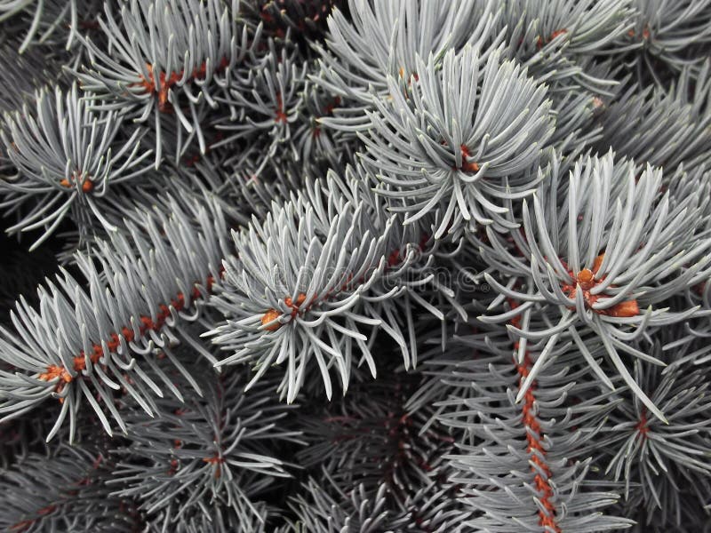 Conifer close up stock image. Image of needles, close - 97235469