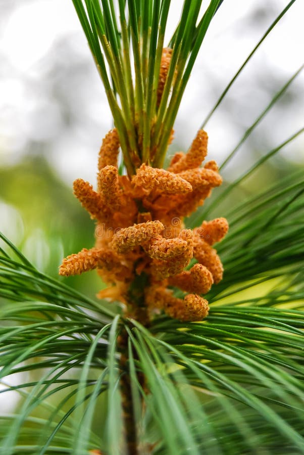 Conifer cone stock image. Image of green, branch, close - 30698321