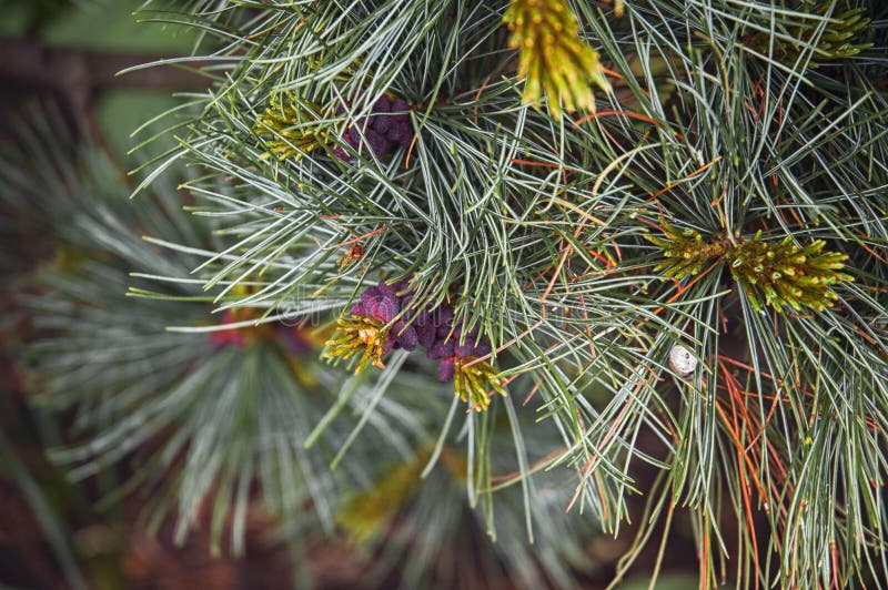 Conifer Cone Creeping Pine Pinus Bloom Closeup Stock Image - Image of ...