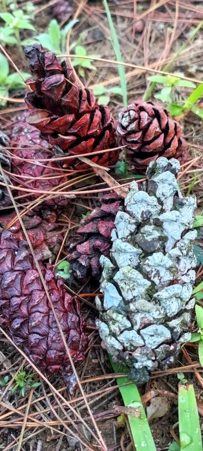 Conifer Cone,Pine Cones Falling on the Ground Stock Image - Image of ...