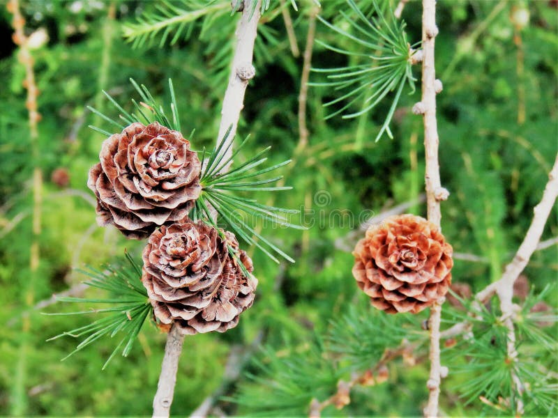 Pine Tree Pine Corns Stock Photos - Free & Royalty-Free Stock Photos ...