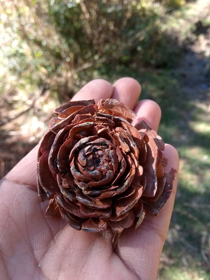 Conifer cone stock photo. Image of rosettecone, gymnosperms - 320985864