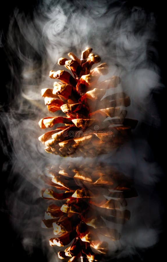 Conifer cone in smoke stock photo. Image of element - 138112590