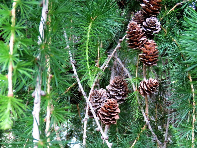 Pine Tree Pine Corns Stock Photos - Free & Royalty-Free Stock Photos ...