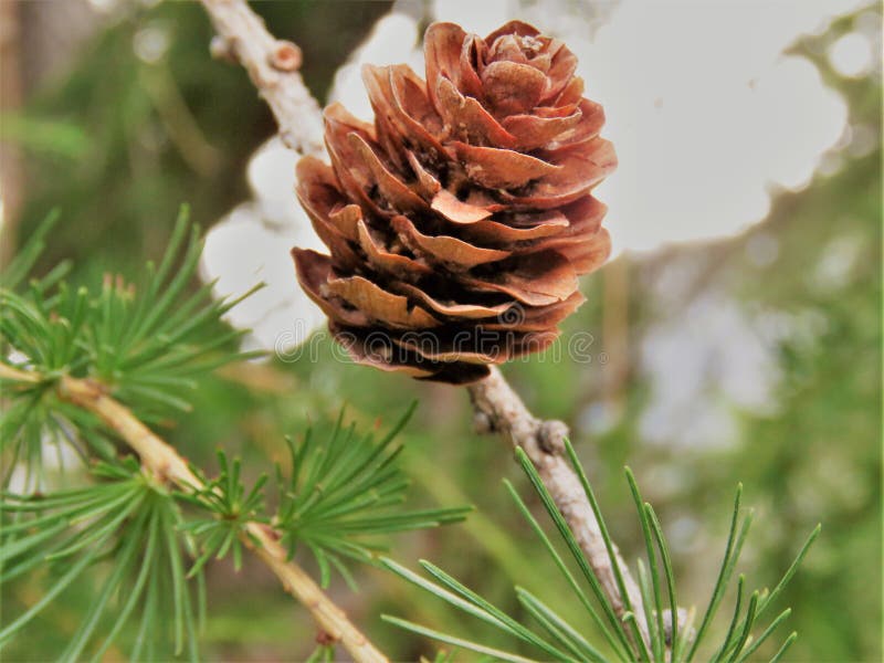 Conifer Cone / Pine Corn stock photo. Image of pine - 112017196
