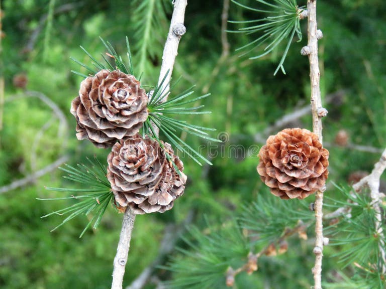 Conifer Cone / Pine Corn stock photo. Image of pinecorn - 112015594