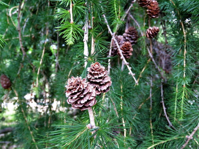 Conifer Cone / Pine Corn stock image. Image of pine - 112016793