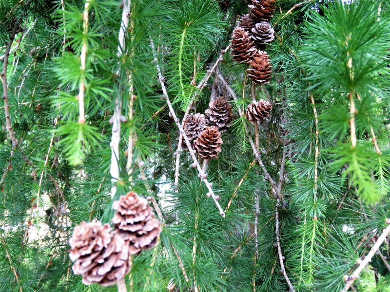 Pine Tree Pine Corns Stock Photos - Free & Royalty-Free Stock Photos ...