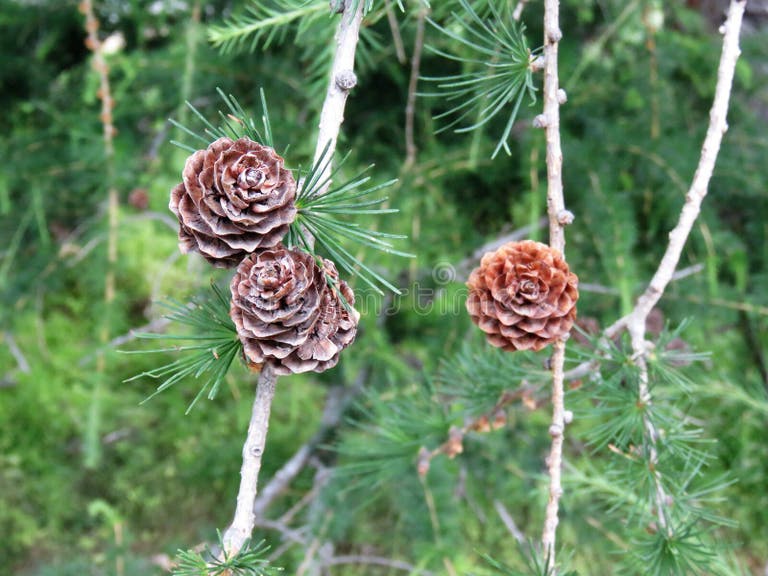 Conifer Cone / Pine Corn stock photo. Image of pine - 112017340