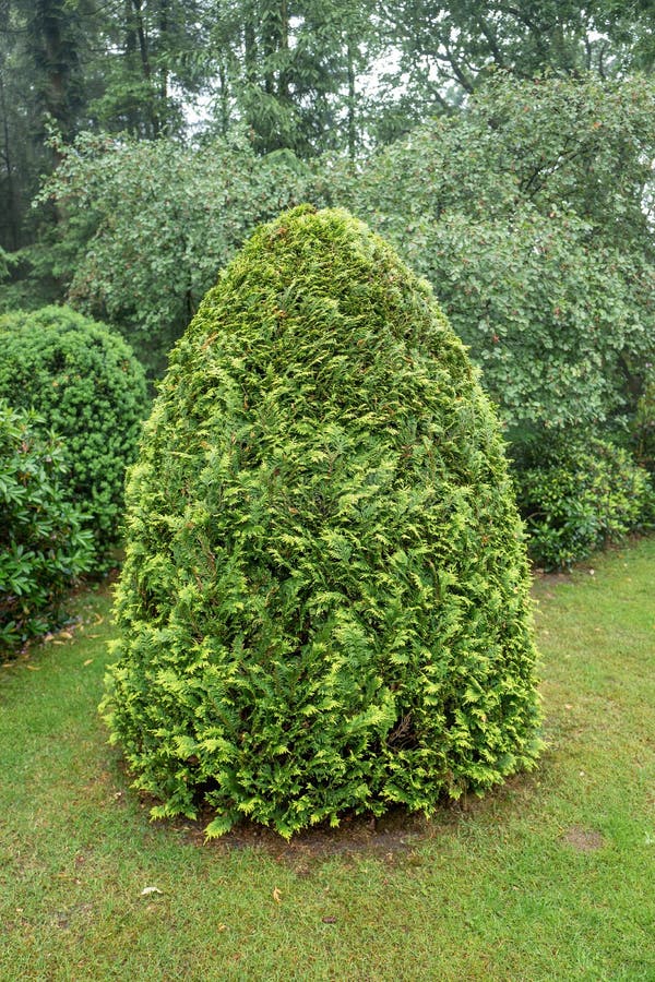 Conifer, Coniferae Branche in Close-up Stock Image - Image of conifers ...