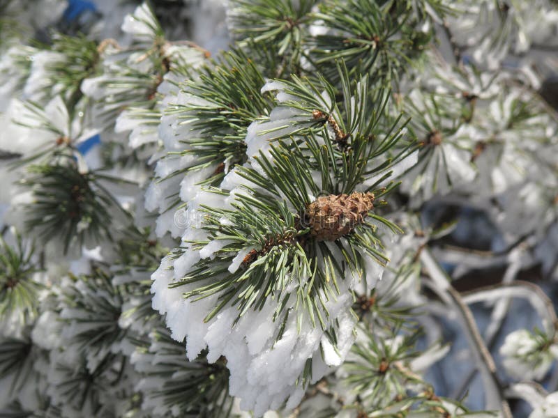 Conifer covered with snow stock photo. Image of landscape - 34766306