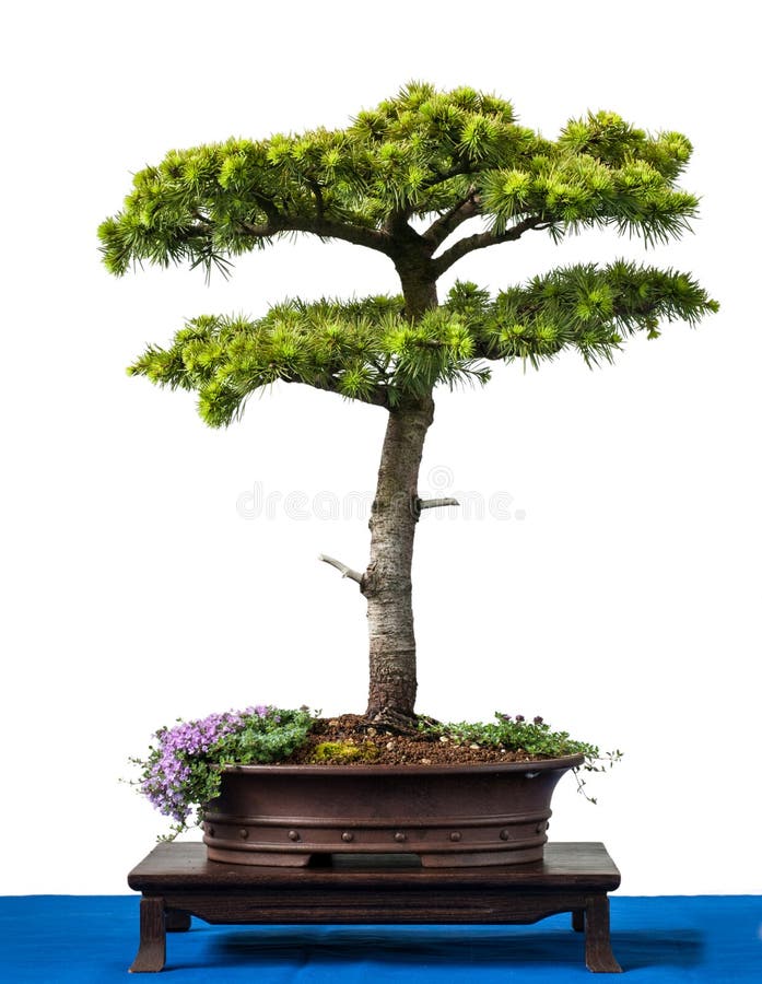Bonsai conifer stock image. Image of culture, tree, japenese - 19953933