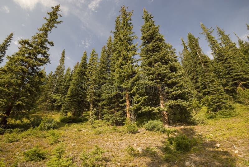 Conifer forest stock image. Image of forest, canadian - 57709727