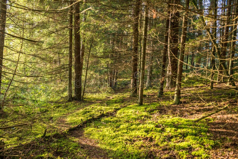 Conifer forest stock photo. Image of seasonal, straight - 77012844