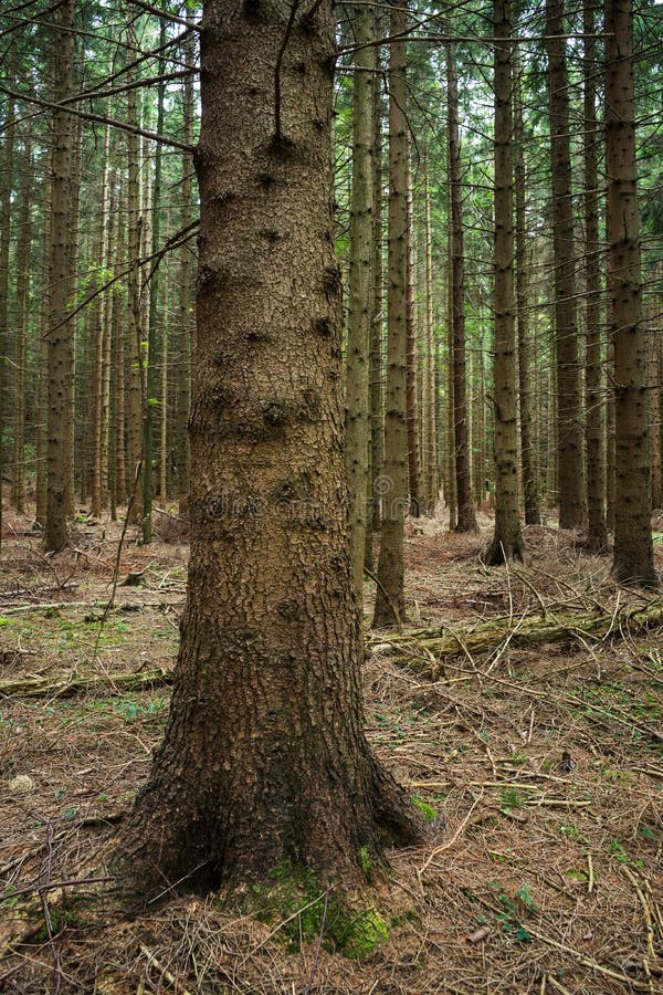 Conifer Forest stock image. Image of forest, trees, nature - 59480613