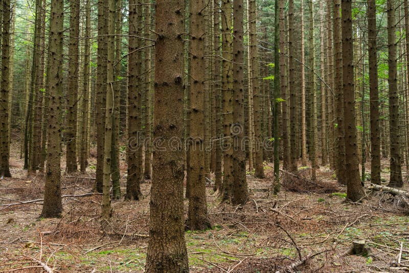 Conifer Forest stock image. Image of autumn, tree, woods - 59480705