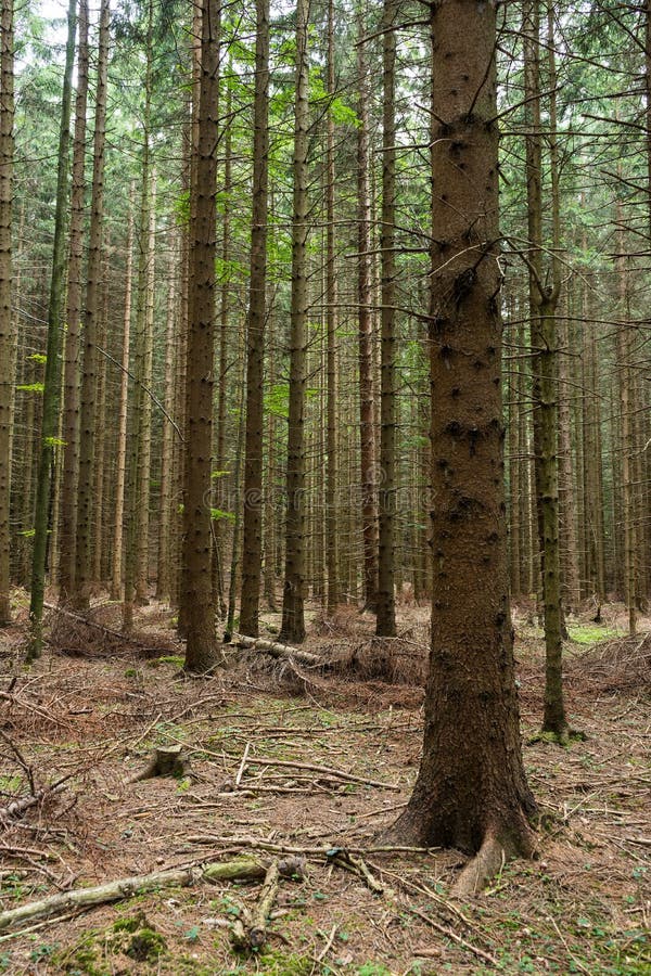 Conifer Forest stock photo. Image of trees, vertical - 59498214