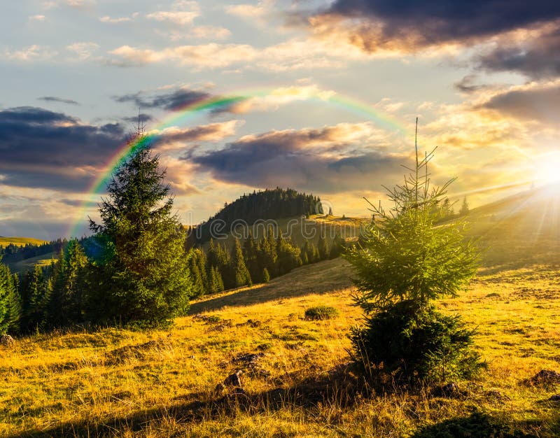 Conifer Forest in Mountains at Sunset Stock Image - Image of autumn ...