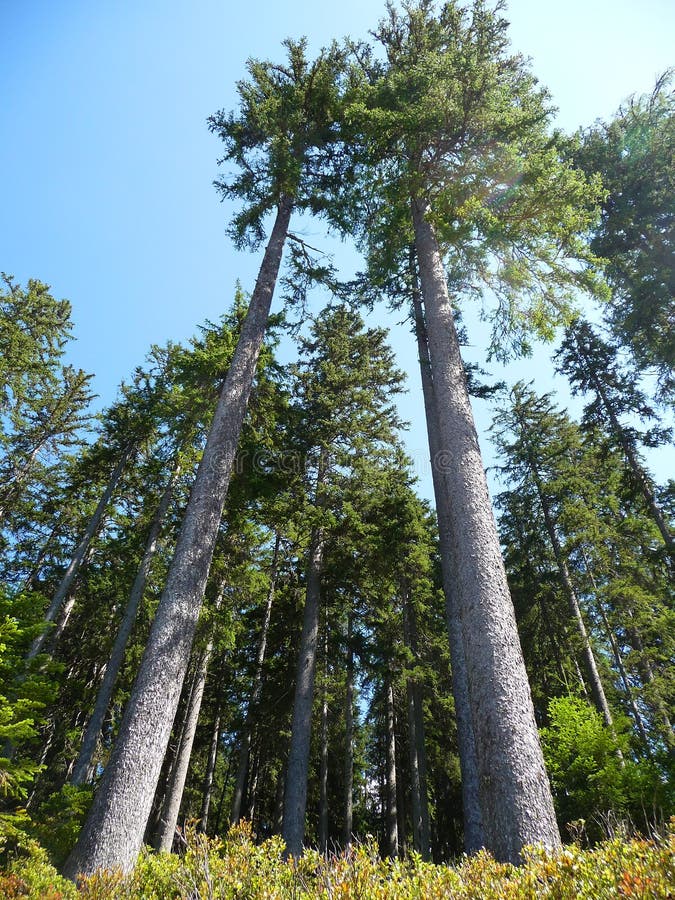 Conifer forest stock photo. Image of shot, forest, macro - 219954440