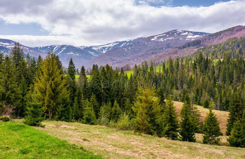 Conifer Forest in Mountains at Sunrise Stock Photo - Image of meadow ...