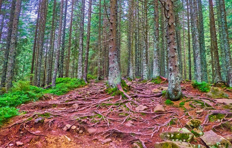 Tall Tree Deep Roots Stock Photos - Free & Royalty-Free Stock Photos ...