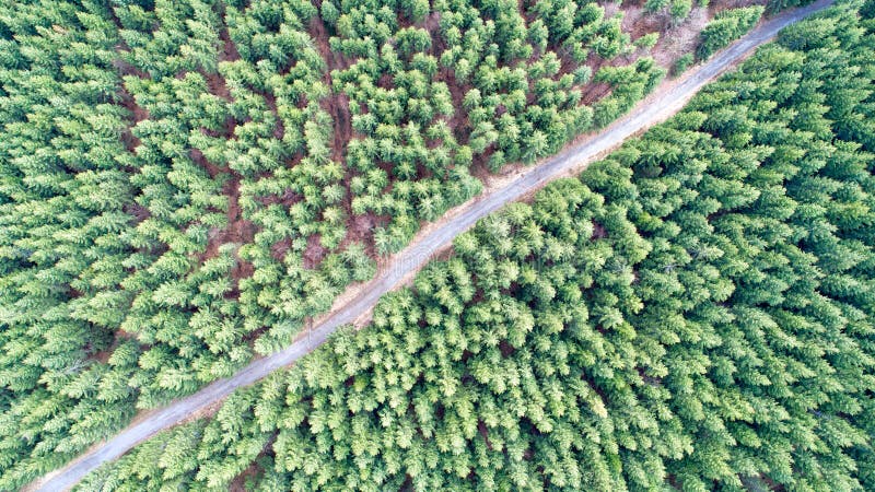 Conifer Forest and the Way from the Above Stock Image - Image of jungle ...