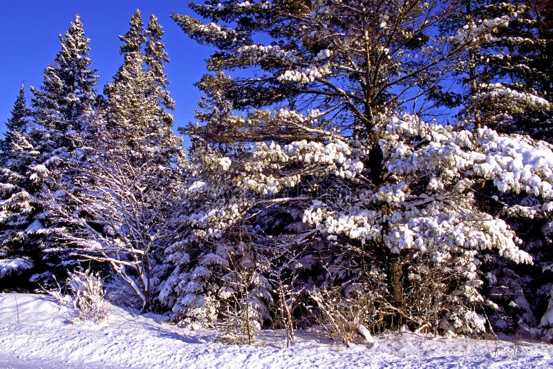 Conifer Forest in Winter 81584 Stock Image - Image of conifer, trees ...