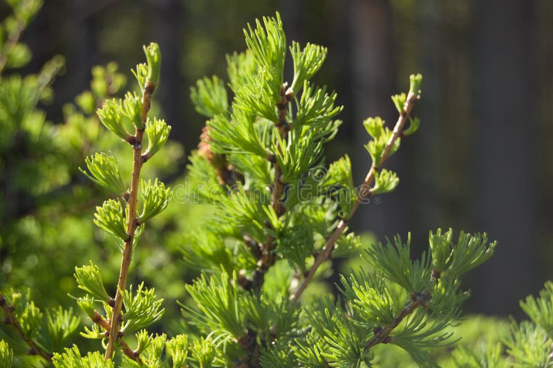 Conifer. Green background stock image. Image of closeup - 53988613