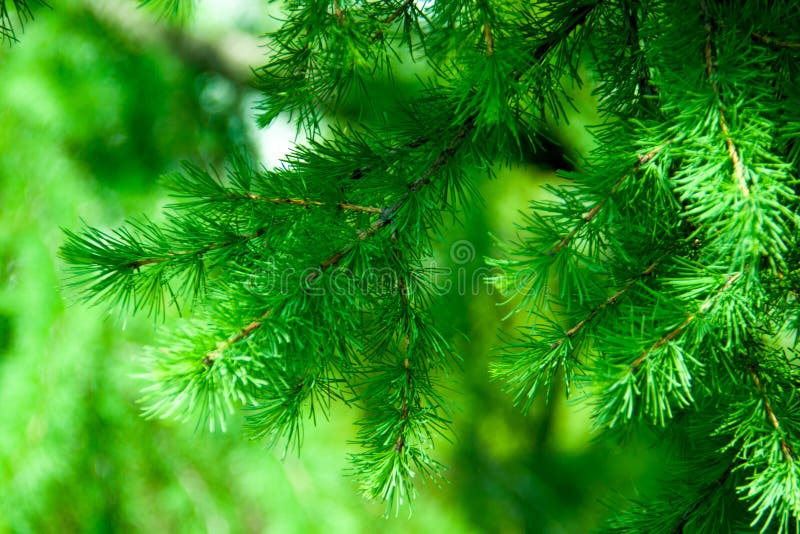 Conifer larch stock photo. Image of object, evergreen - 72595788