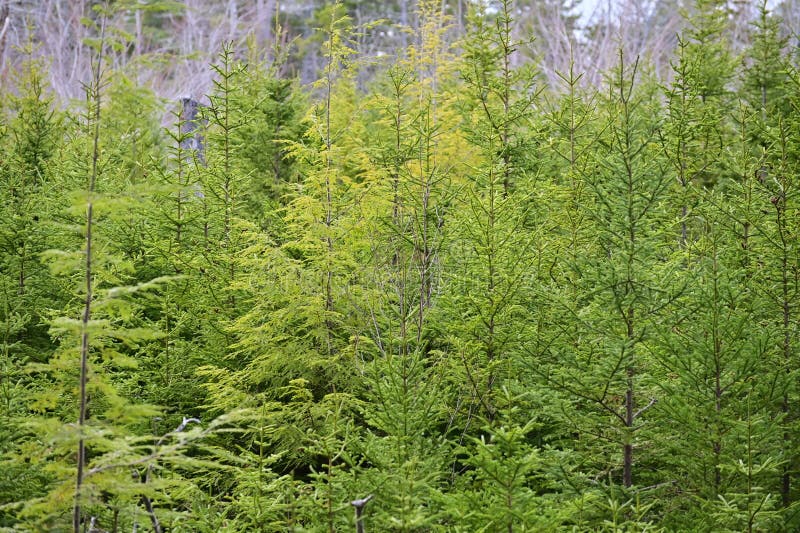 Conifer Needle in Spring. Spruce Background Stock Photo - Image of ...