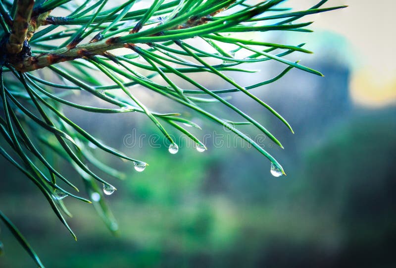 Conifer Needles with Water Drops. Stock Photo - Image of brown, pine ...