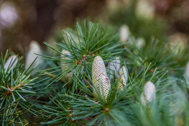 Conifer Pine with Pine Cones. Stock Image - Image of forest, flora ...